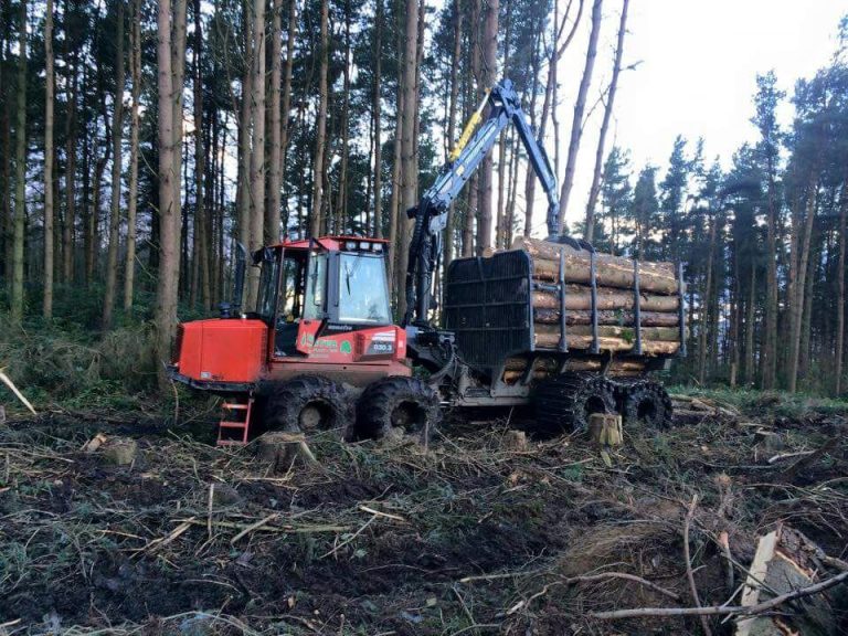 Sustainable Forestry Practices: How We’re Helping the Environment 🌱 ...